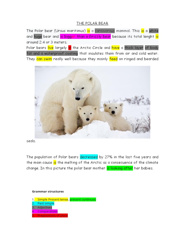 Polar Bear | PDF