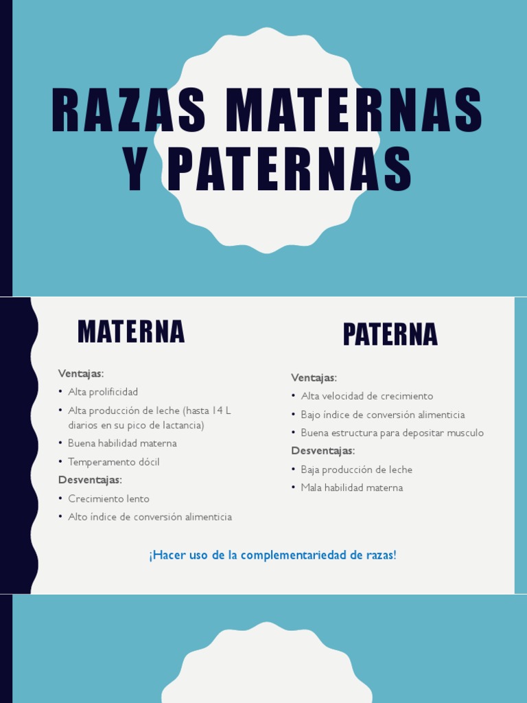 Razas Maternas y Paternas Cerdos | PDF | Cerdo | Carne
