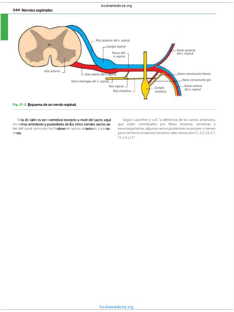 DSFSDFSDF | PDF | Abdomen | Anatomía