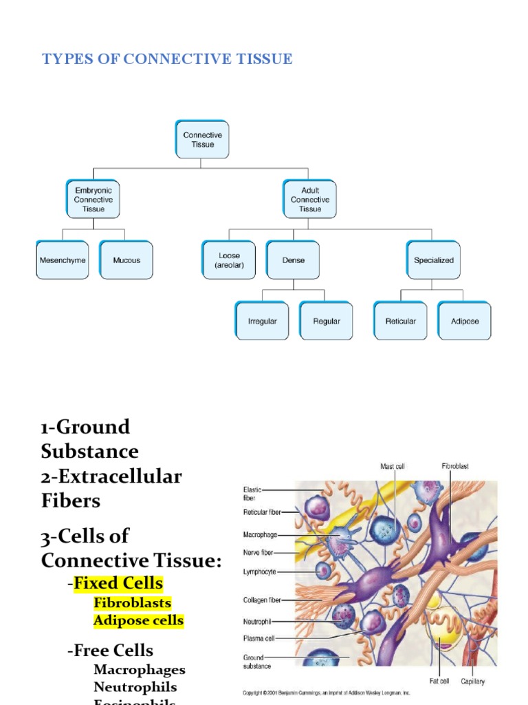 Connective Tissue | PDF | Connective Tissue | Collagen
