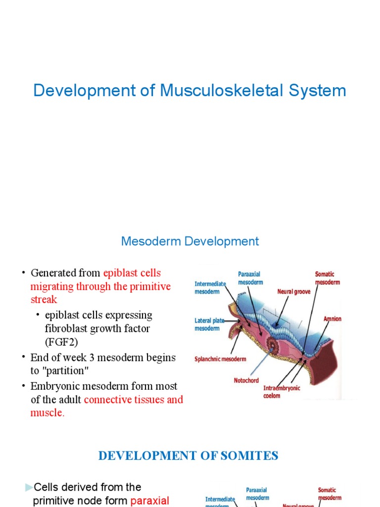 Musculoskeletal Development | PDF | Anatomy | Developmental Biology