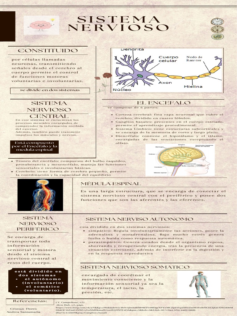 Sistema Nervioso - Infografia BBC | PDF | Cerebro | Sistema nervioso