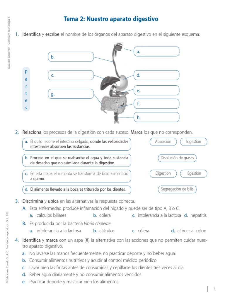 Actividades Didácticas del Sistema Digestivo | PDF | Digestión ...