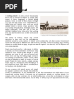 Swine Terminology | PDF | Pig | Livestock