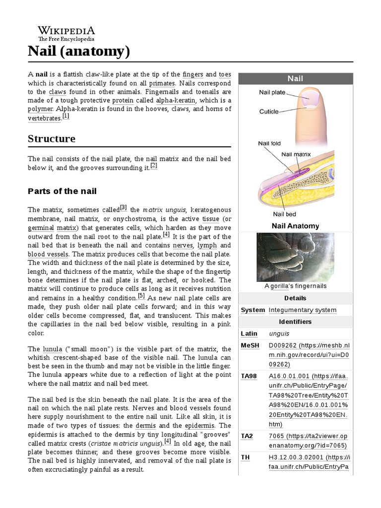 Nail (Anatomy) | PDF | Nail (Anatomy) | Integumentary System