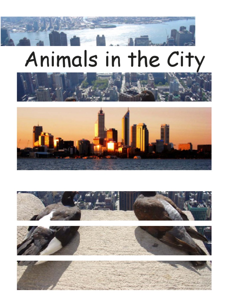 Animals in The City - Early Reader | PDF | Creative Commons License ...