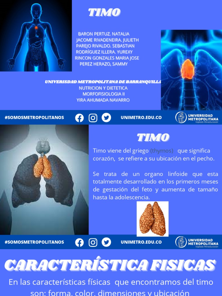 TIMO | PDF | Timo | Fisiología