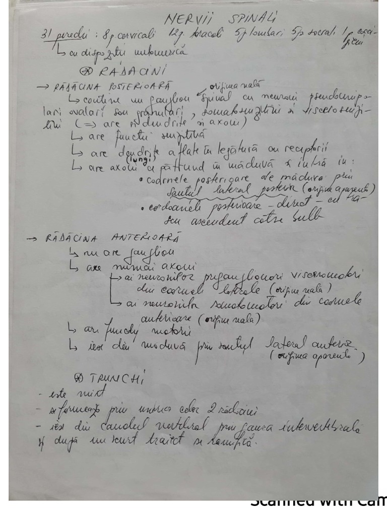 5 Nervul Spinal | PDF