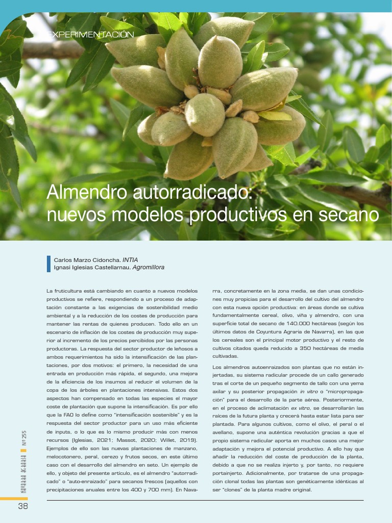 38-42 Almendros 255 v2 | PDF | Almendra | Agricultura