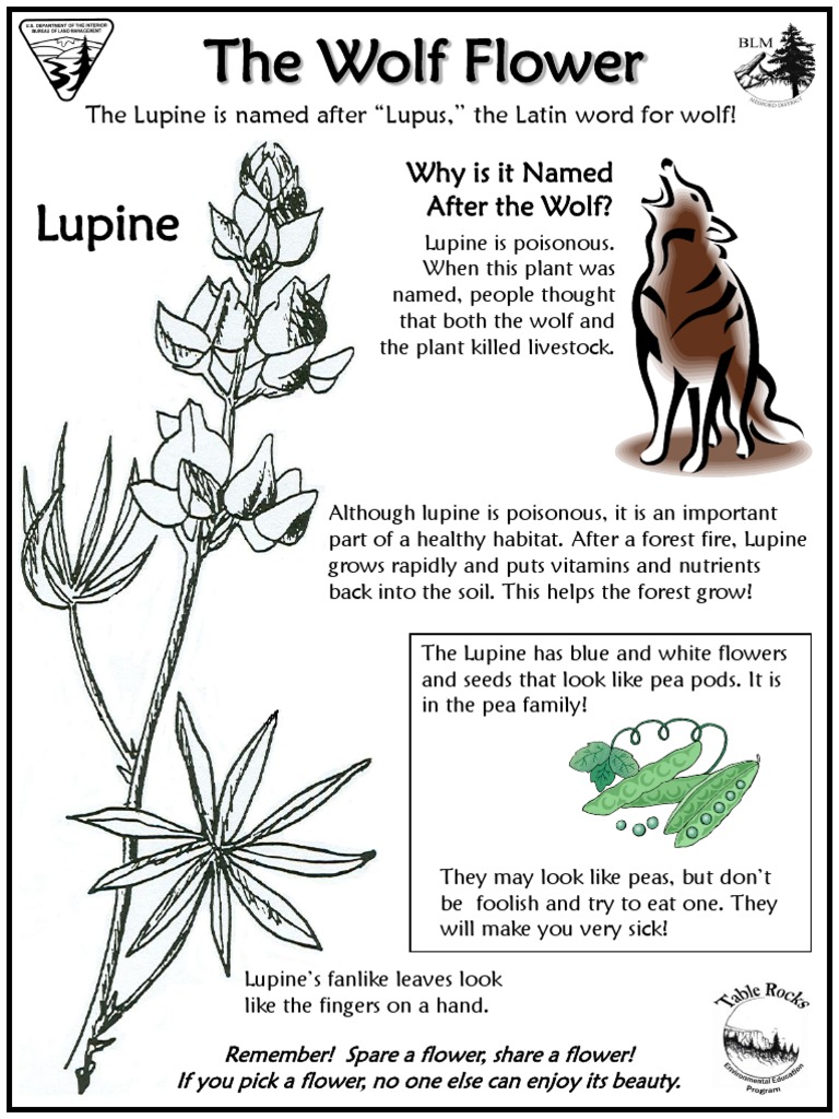 Lupine Wolf Flower | PDF