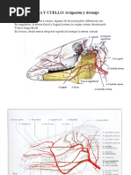 Anatomía Del Hueso Del Húmero Del Perro AnatomyLearner - El Lugar para ...