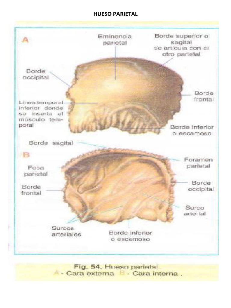 Hueso Parietal | PDF