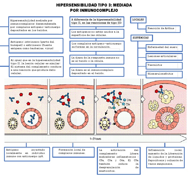 Hipersensibilidad Tipo 3 | PDF