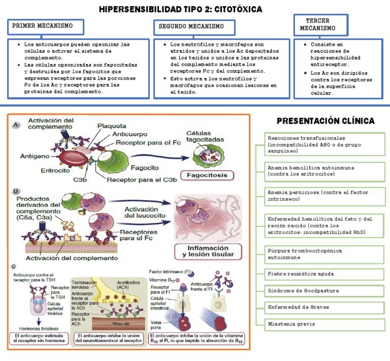 Hipersensibilidad Tipo 2 | PDF