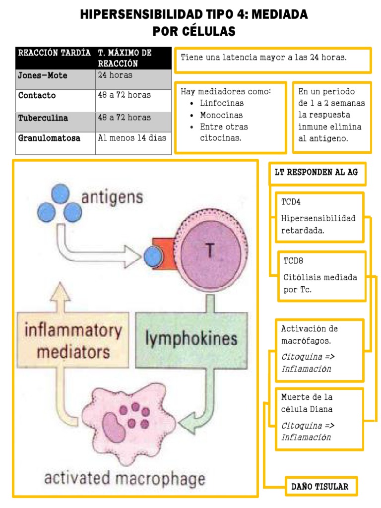 Hipersensibilidad Tipo 4 | PDF