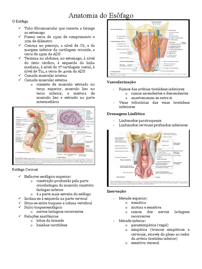 Anatomia Do Esôfago | PDF