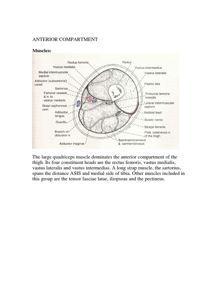 Anterior Compartment of the Thigh | PDF | Human Leg | Lower Limb Anatomy