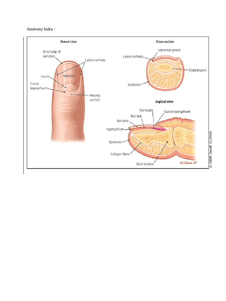 Anatomy Kuku | PDF