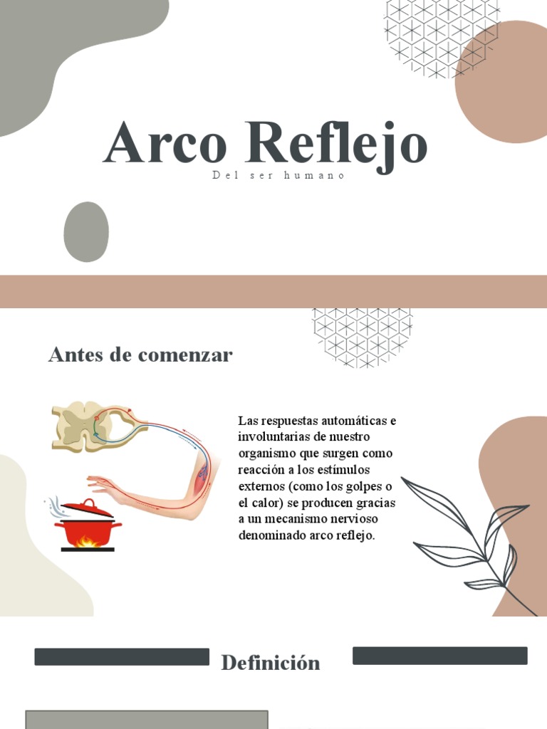 Arco Reflejo | PDF | Neurona | Fisiología
