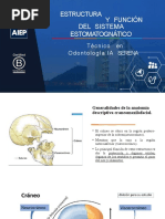 1 Region Superciliar | PDF | Cráneo | Anatomía humana