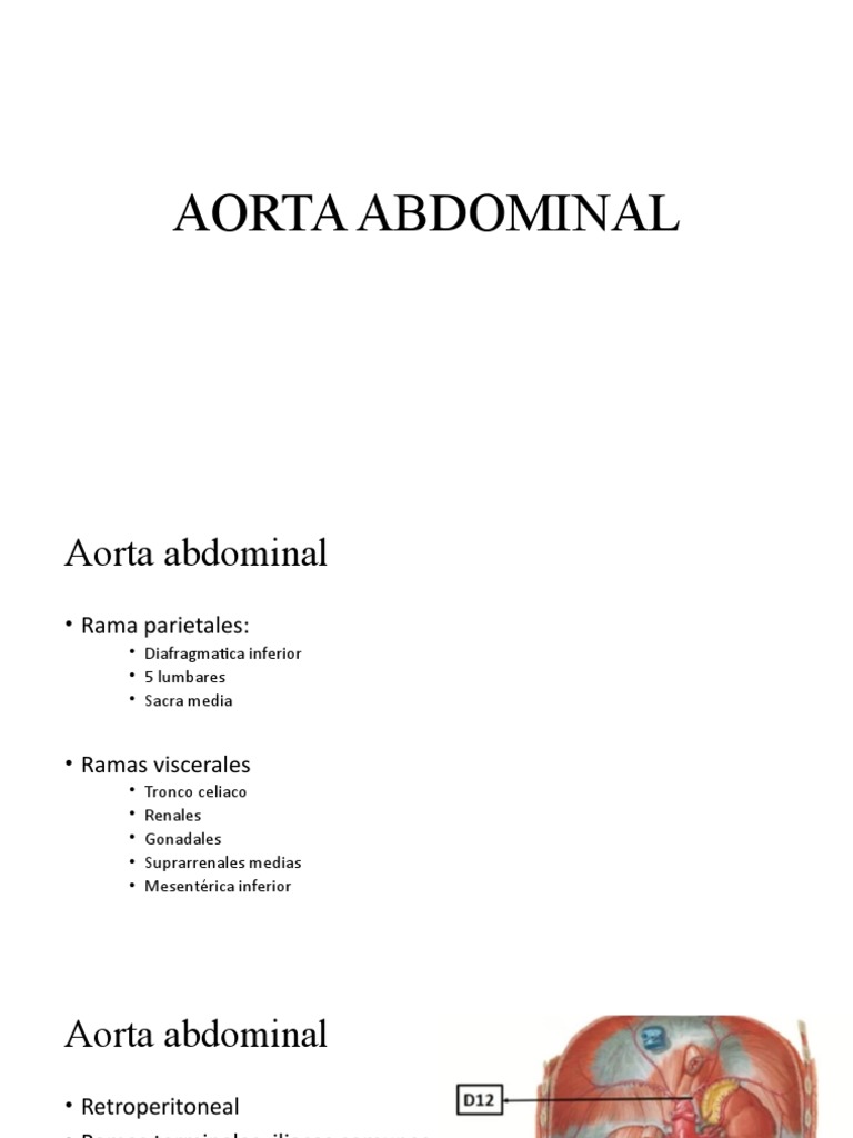 Aorta Abdominal | PDF | Estómago | Abdomen