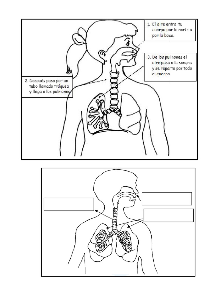 Sistema Respiratorio para Niños: Actividades | PDF | Respiración | Pulmón