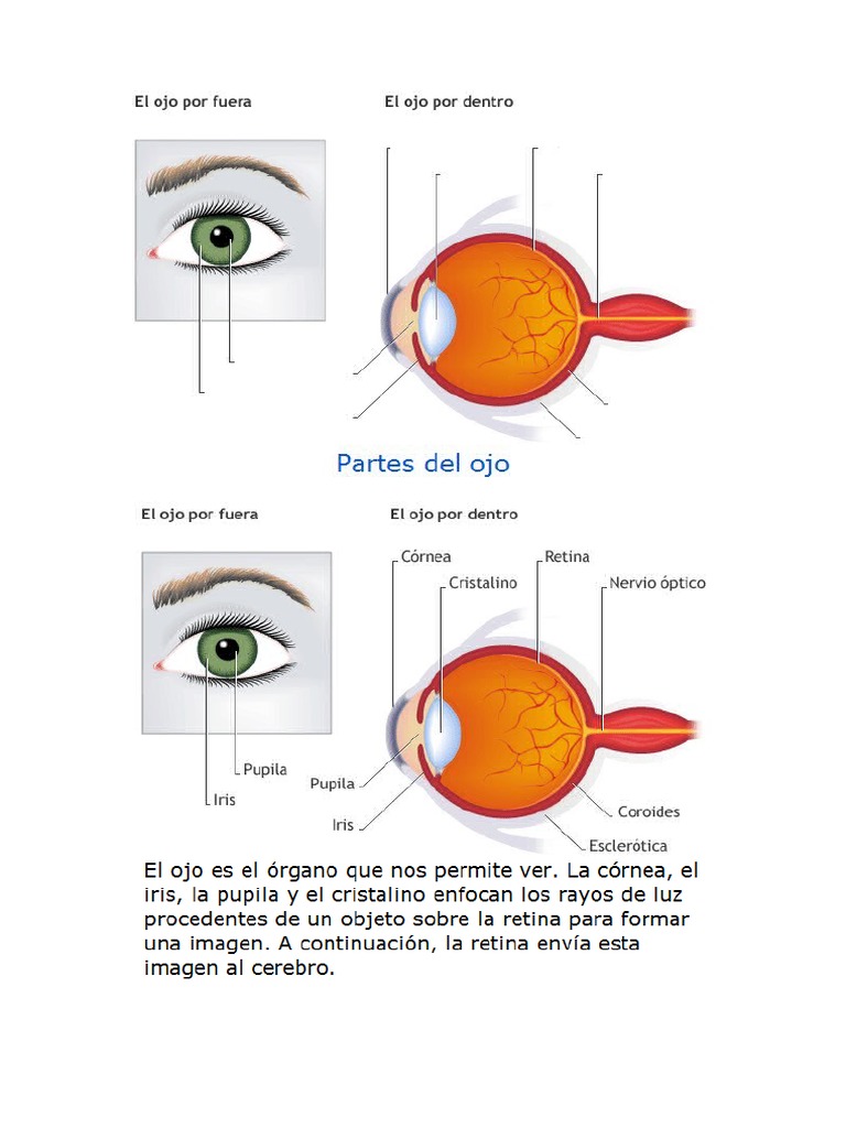 Partes Del Ojo 2013 | PDF