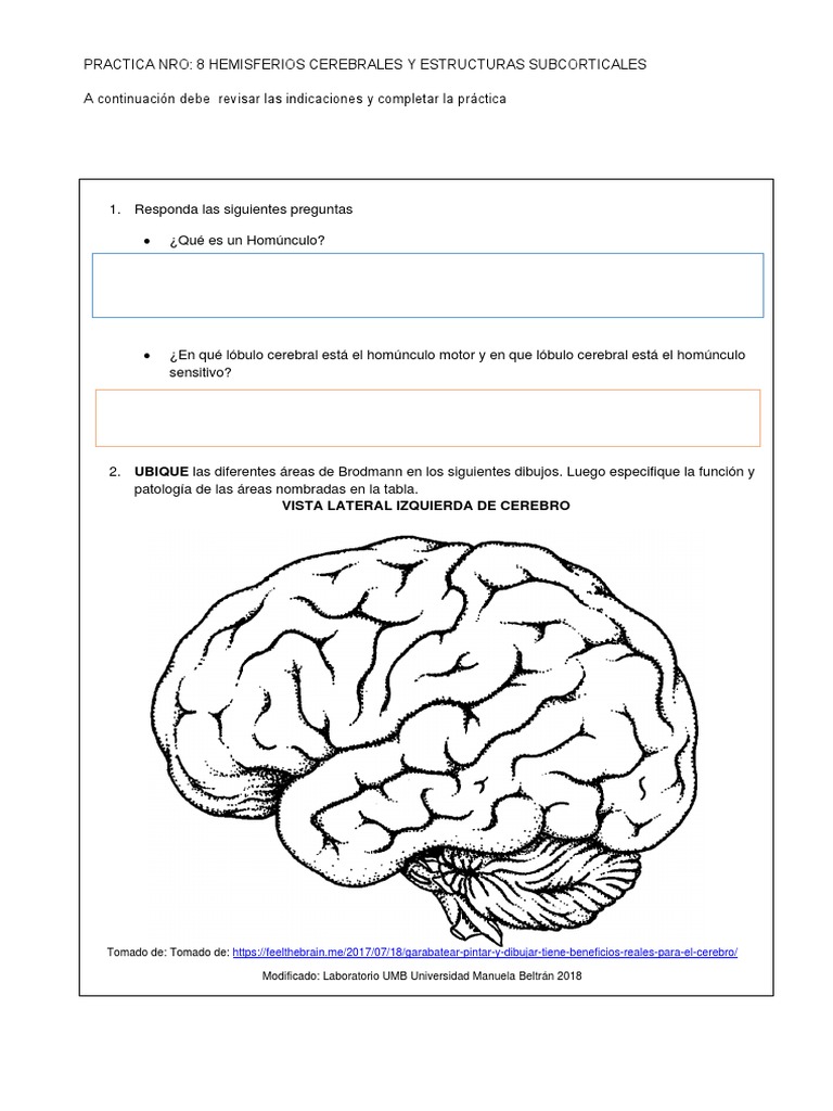 Estructuras Subcorticales del Cerebro | PDF | Cerebro | Hipocampo