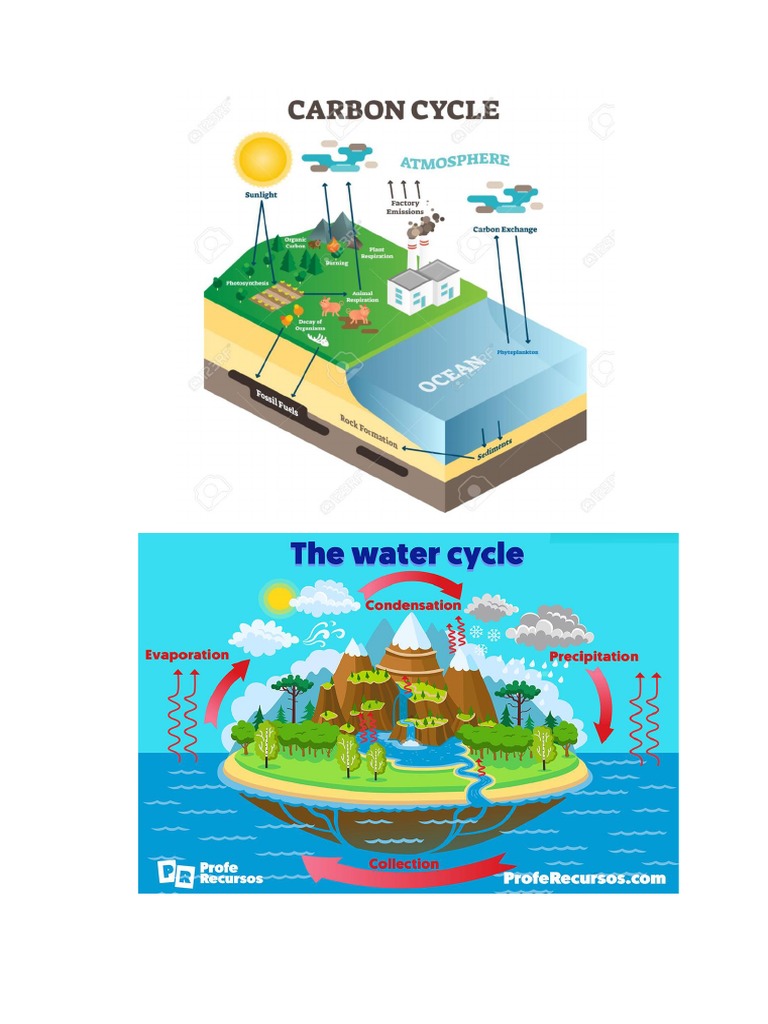 Biogeochemical Cycles Explained | PDF | Social Science | Science ...