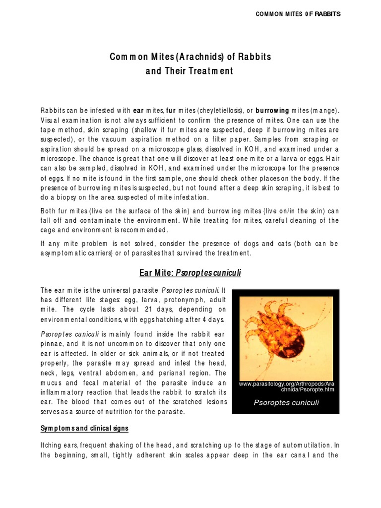 Rabbit Skin Parasites 2002 | PDF | Ear | Medicine