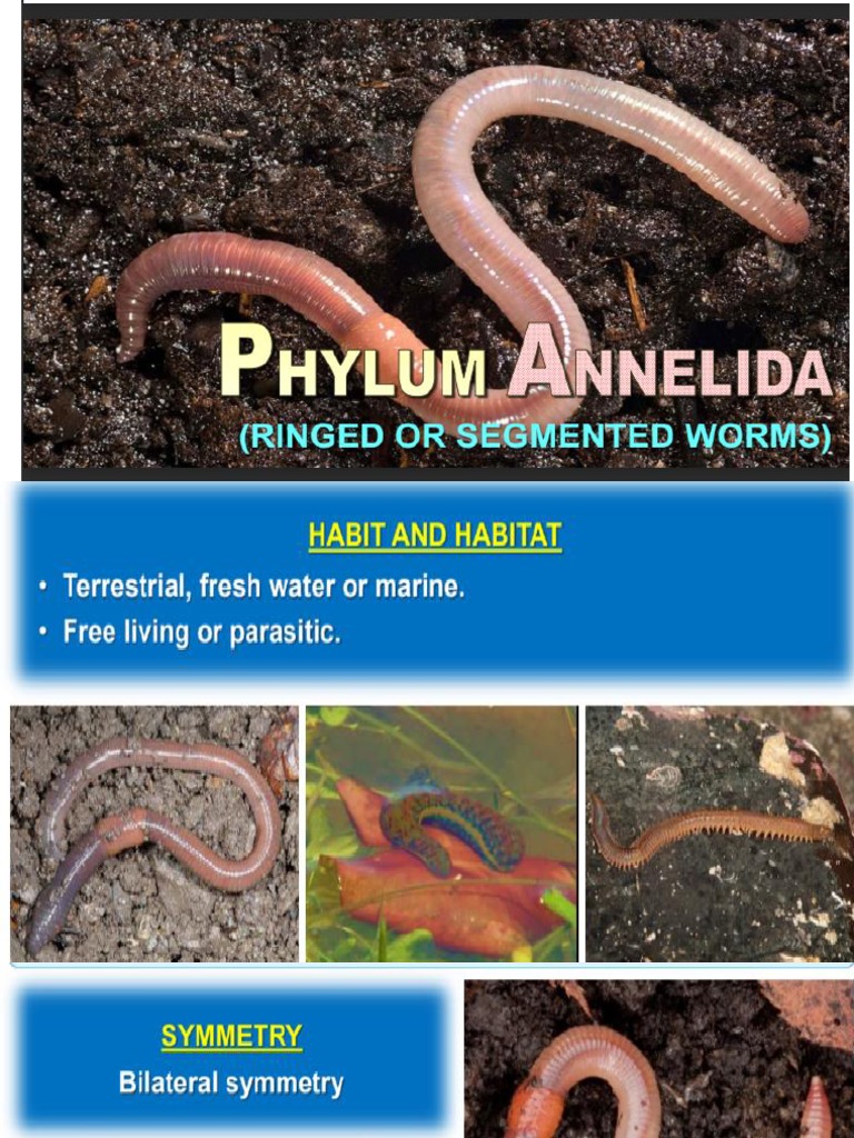 Annelida Arthropoda | PDF | Insects | Epithelium