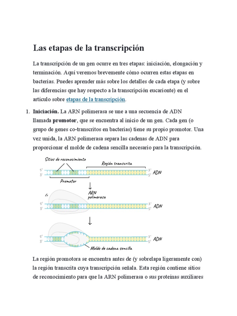 Transcripción Genética en Bacterias | PDF | Codigo genetico | Messenger Rna