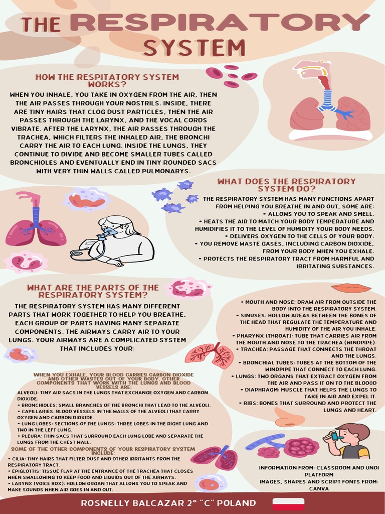 The Respiratory System | PDF | Respiratory Tract | Lung