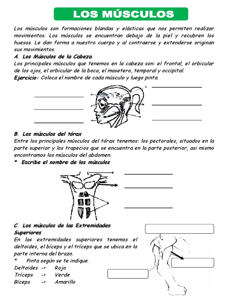 Los-Musculos-para-Segundo-de-Primaria | PDF | Músculo esquelético ...
