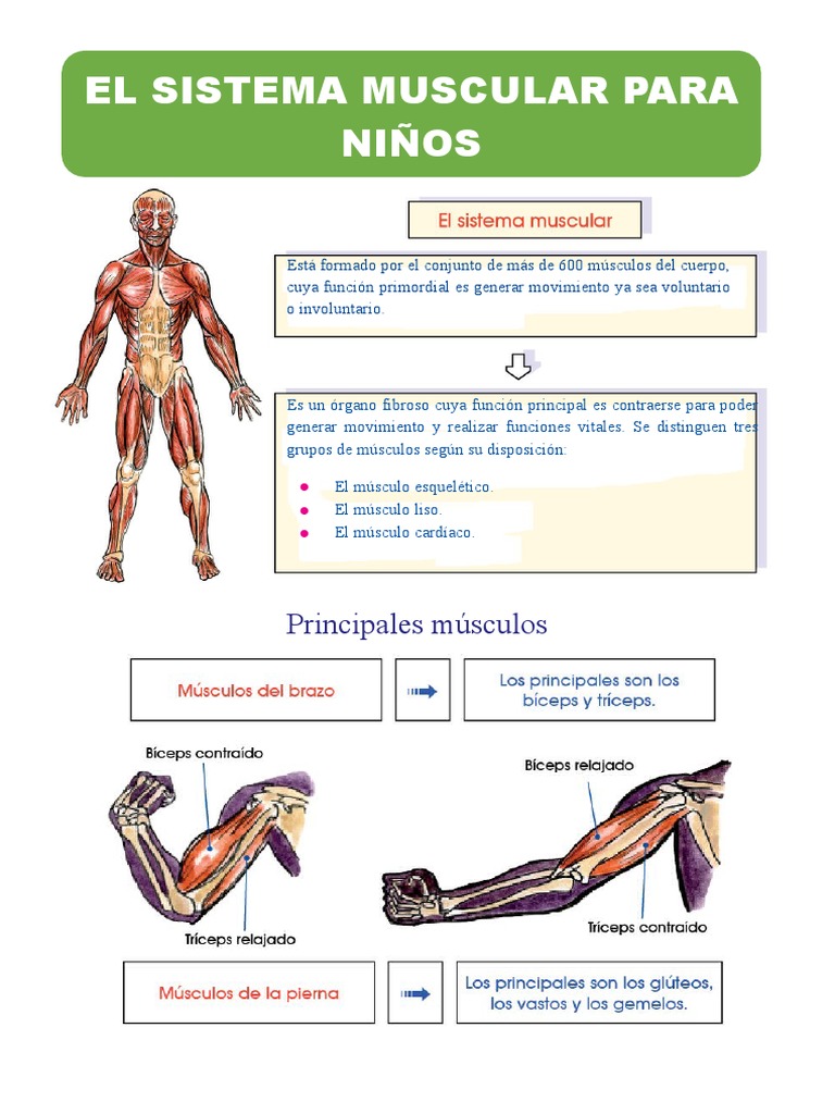 El sistema muscular para niños | PDF | Músculo esquelético | Corazón