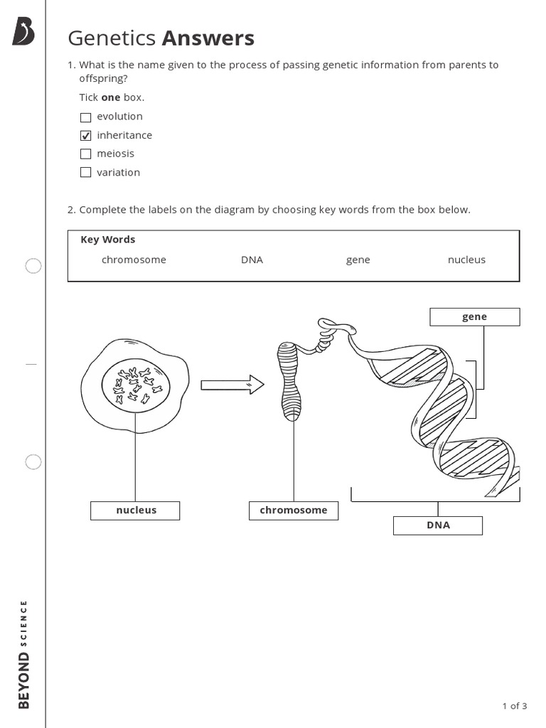 Genetics Homework Worksheet Support Answers | PDF | Genetics | Dna