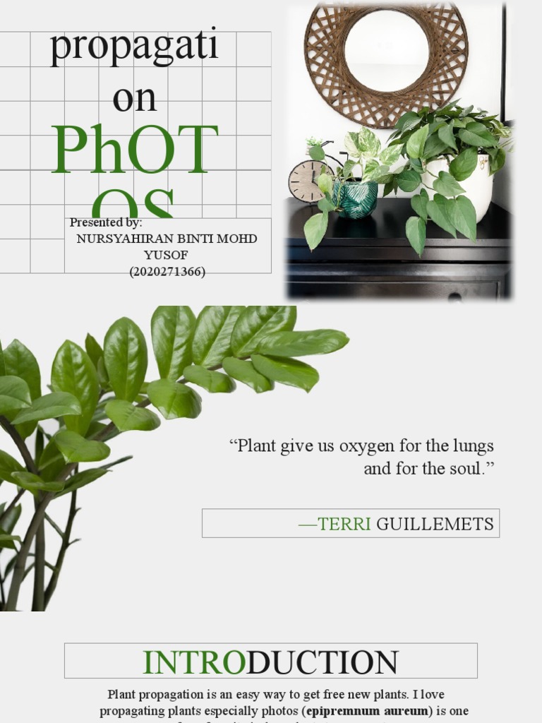 Pothos Plant Propagation Guide | PDF | Plants | Botany