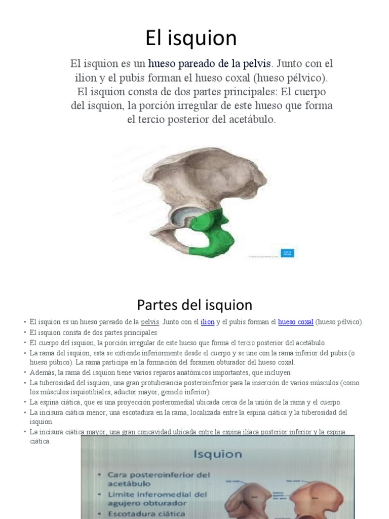 El Isquion | PDF