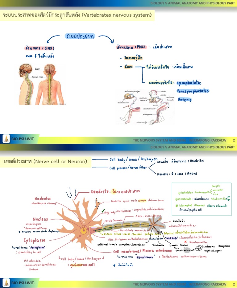 PHYSIO 1 - The Nervous System and Sense (Part 1) | PDF