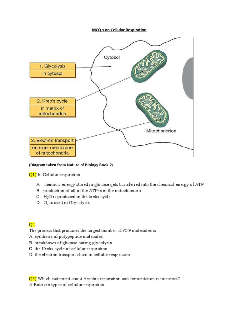 MCQs on Cellular Respiration Concepts | PDF