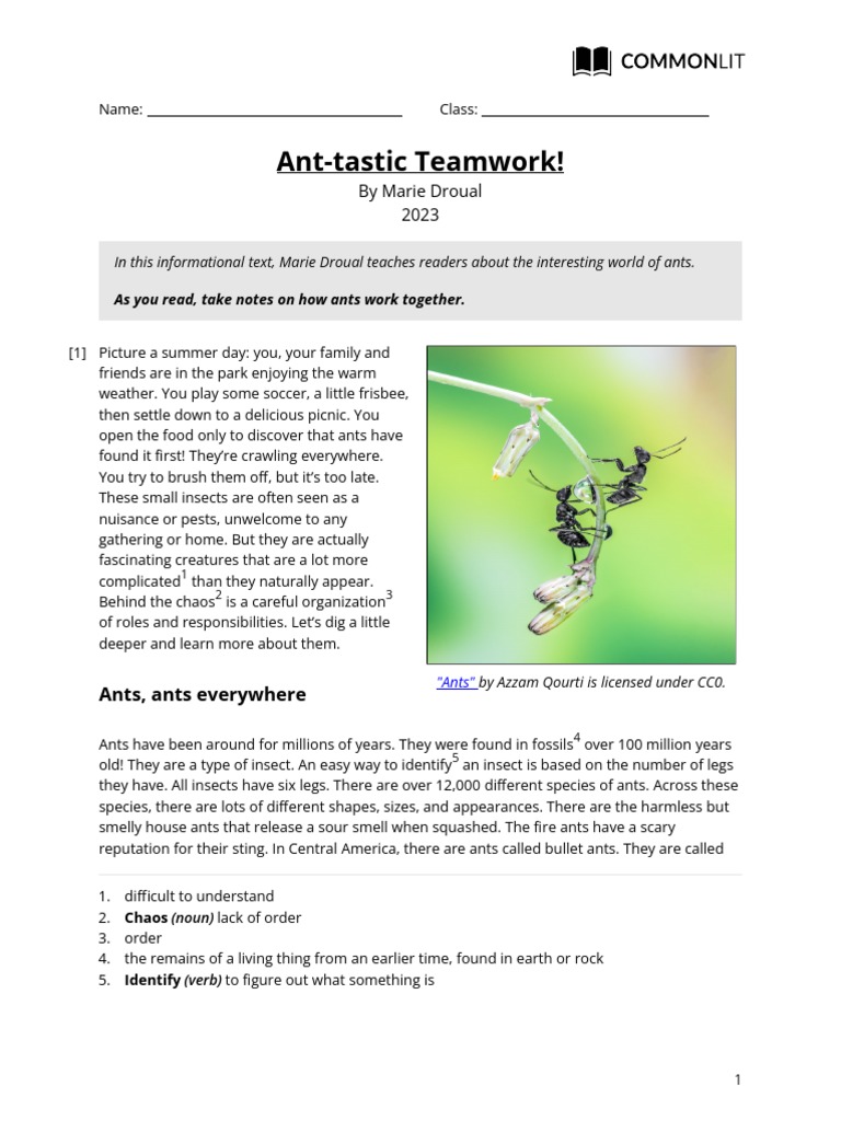 Ant Tastic - Teamwork! Teacher 14 | PDF | Ant | Nest