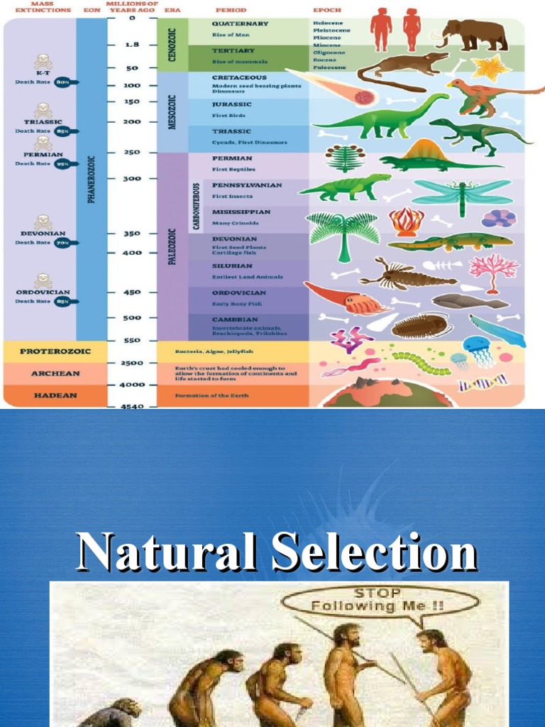 Evolution Pdf Natural Selection Evolution