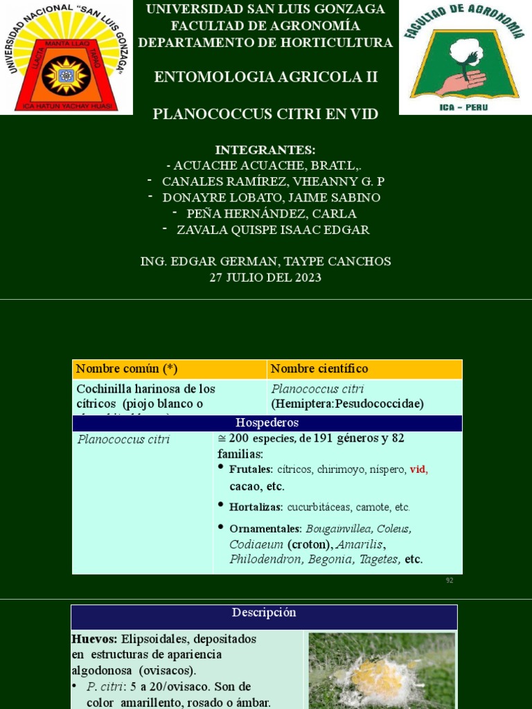 Planococcus citri en vid: Daños y ciclo de vida | PDF | Mosca | Hormiga