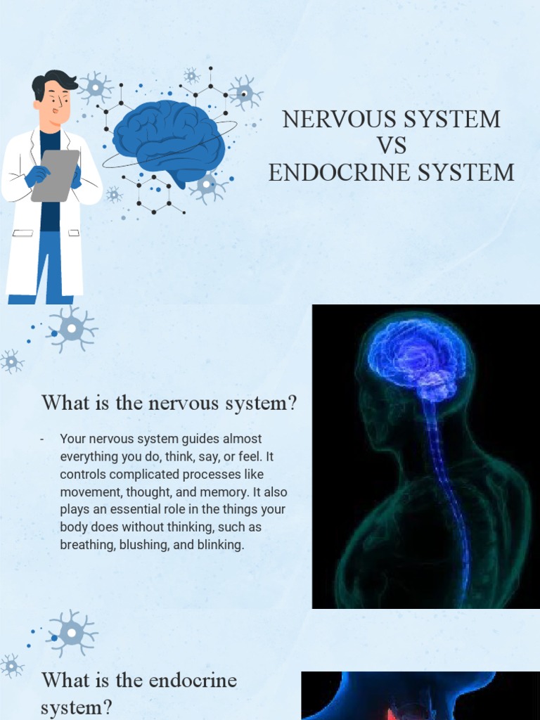 Nervous VS Endocrine System | PDF