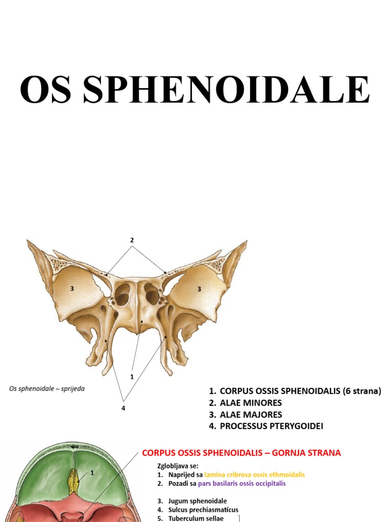Os Sphenoidale | PDF
