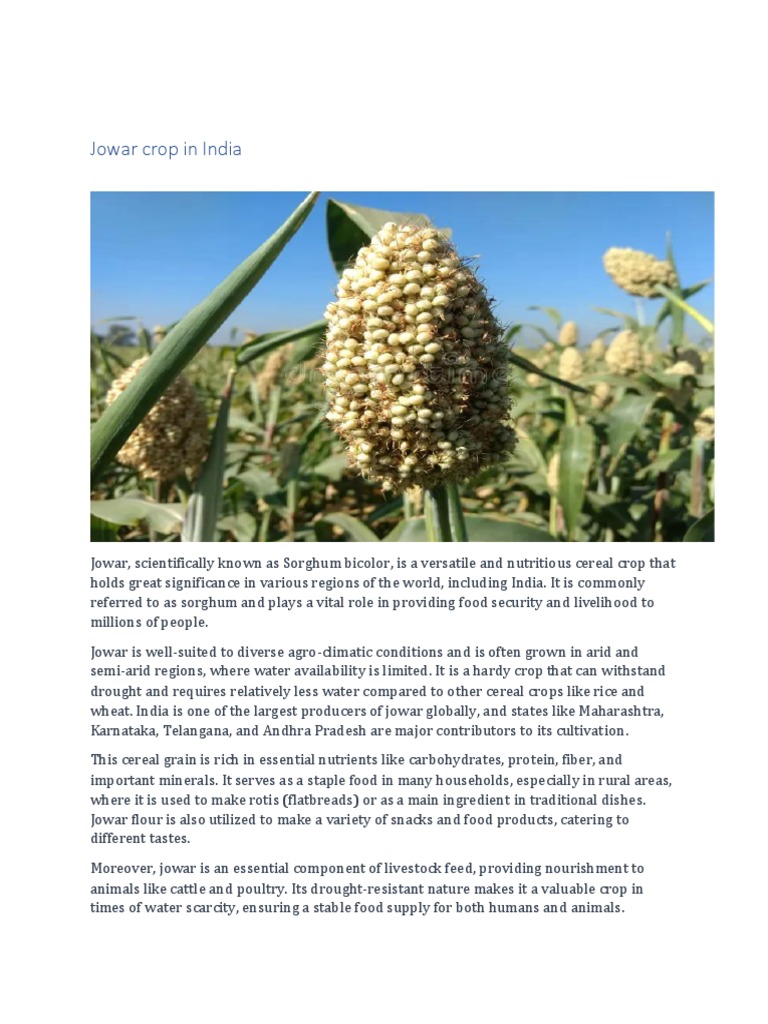 Jowar Crop Class Notes | PDF