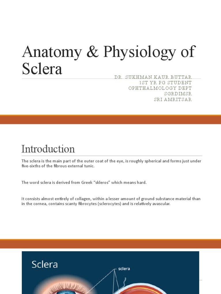 Anatomy of the Sclera and Its Foramina | PDF