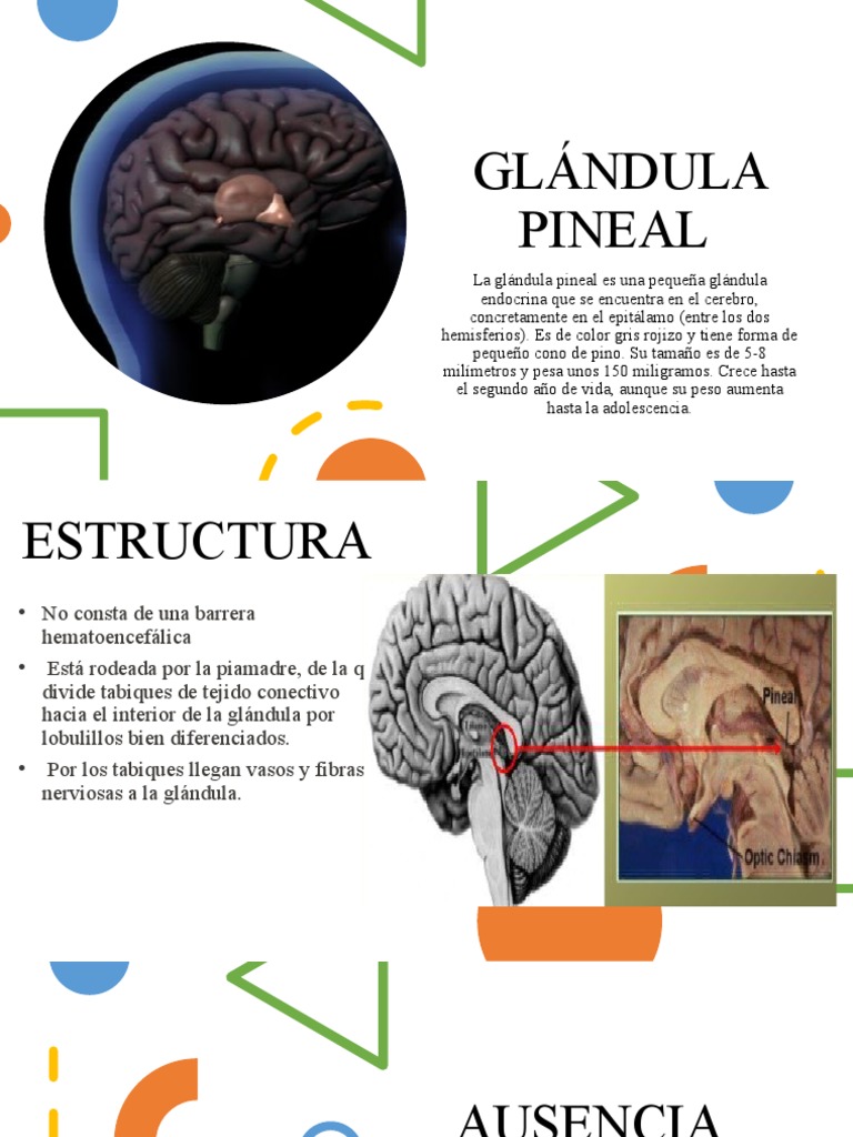 Glándula Pineal | PDF