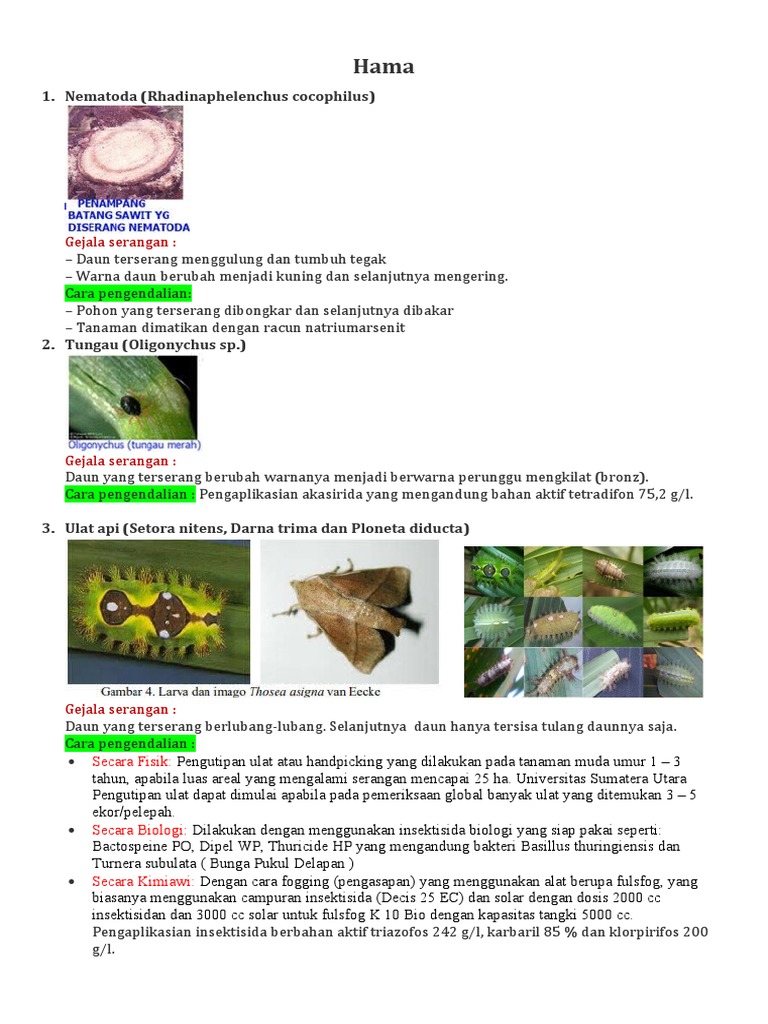 Hama Kelapa Sawit | PDF