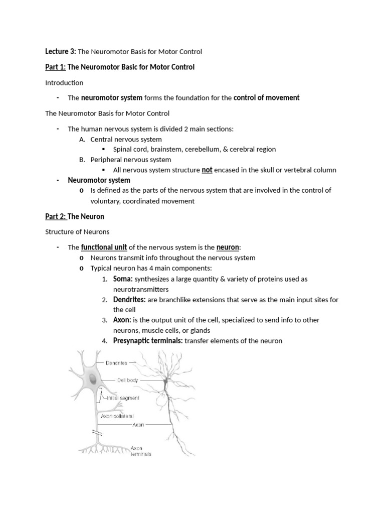 Lesson 3 The Neuromotor Basis For Motor Control v2 | PDF | Motor Neuron | Neuron